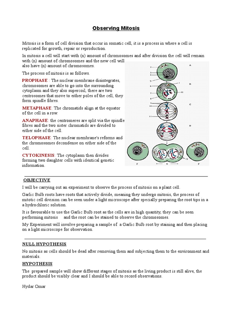 Biology Edexcel Mitosis Practical | Mitosis
