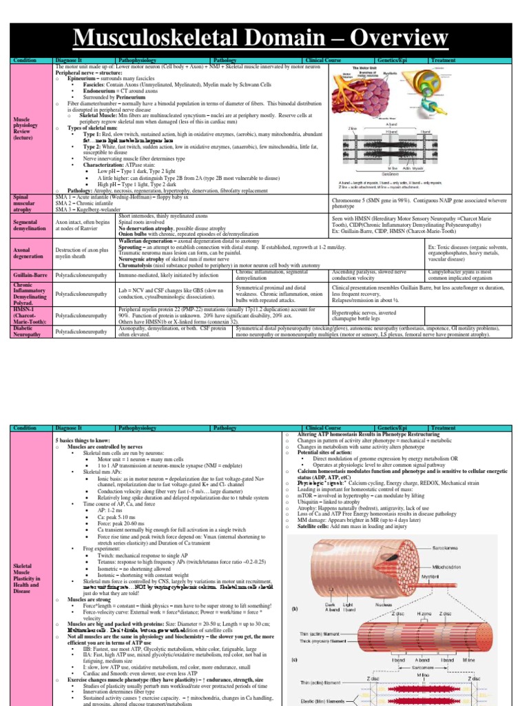 Musculoskeletal Charts | PDF | Osteoblast | Bone