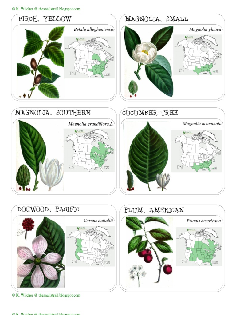 Tree Identification Cards | Flora | Trees
