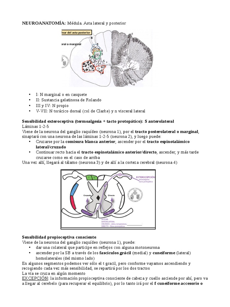 Asta Lateral y Posterior | PDF | Órgano (anatomía) | Biología