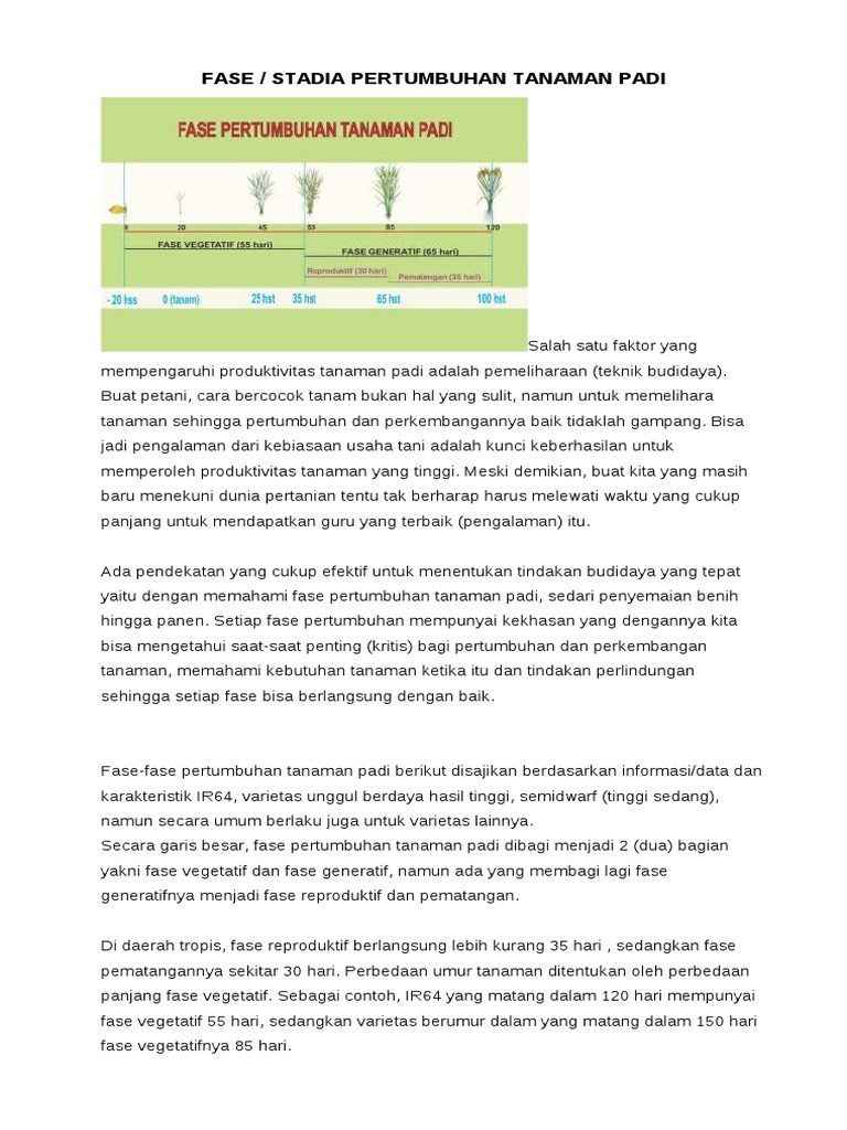 Fase - Stadia Pertumbuhan Tanaman Padi | PDF