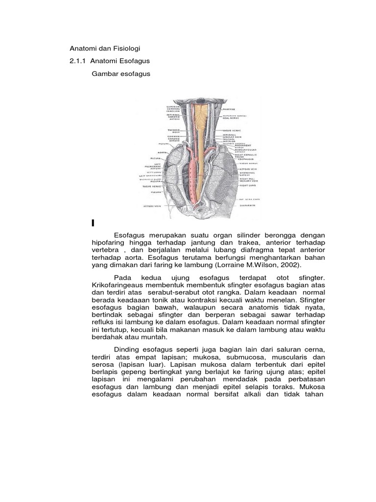 Anatomi Esofagus | PDF