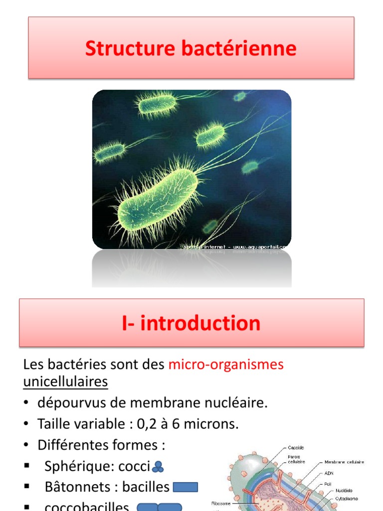 2) Structure Bactérienne | PDF | Bactérie | Cytoplasme