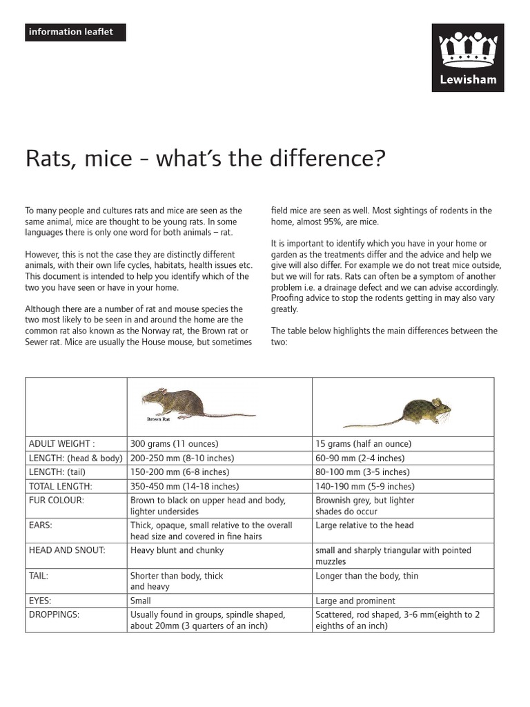 Difference Between Rats and Mice Information Sheet | Download Free PDF ...
