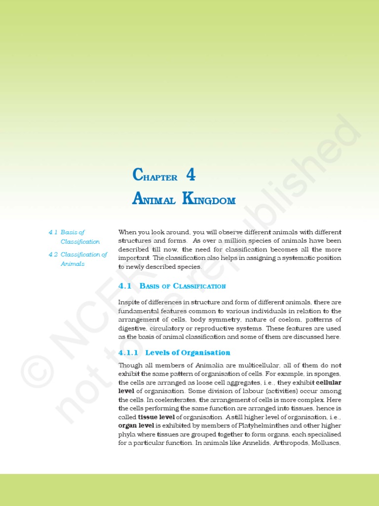 Animal Classification | PDF | Sponge | Fish