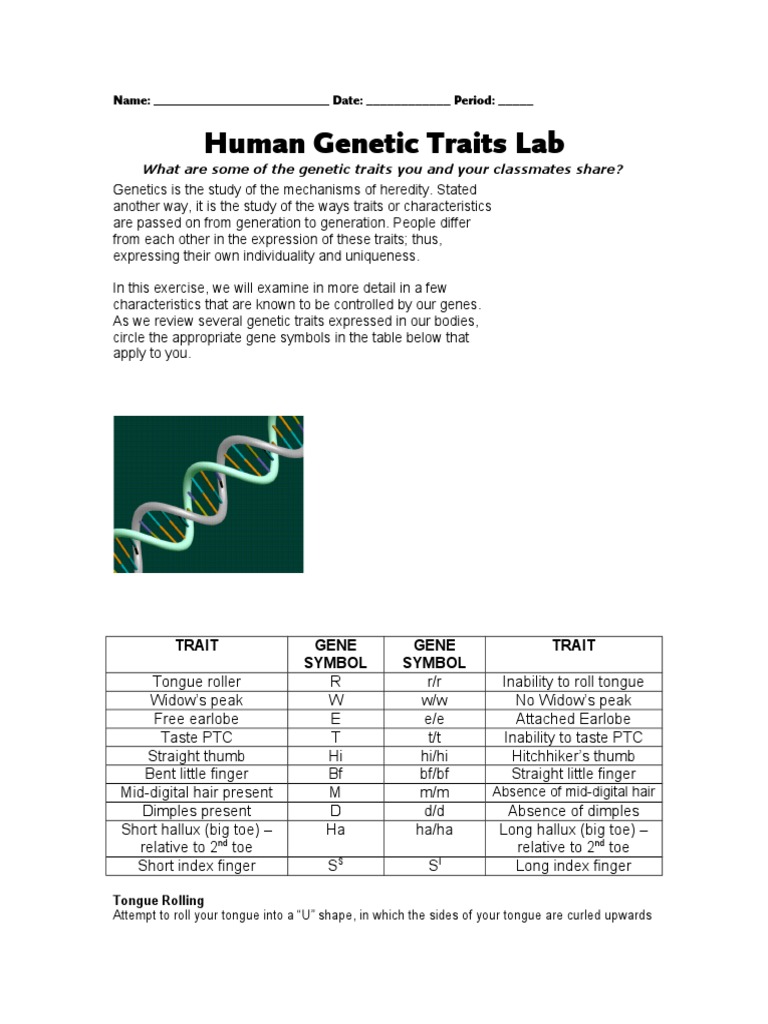 Genetics - Human Genetic Traits Lab | PDF | Organisms | Life Sciences