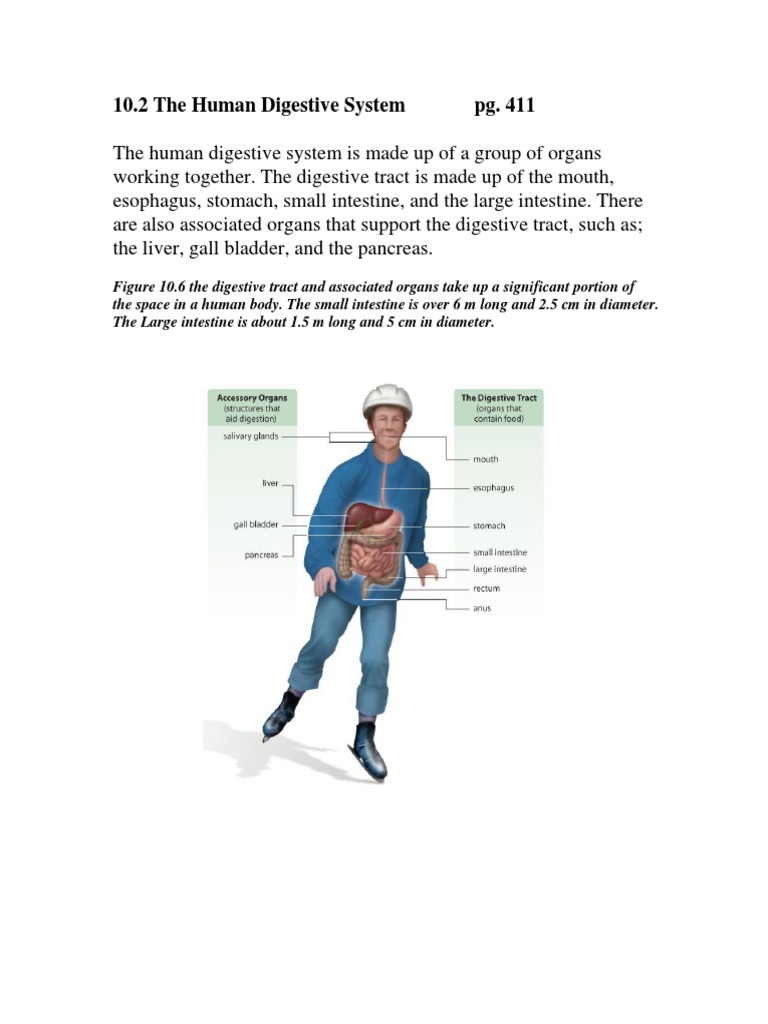 Human Digestive System | PDF