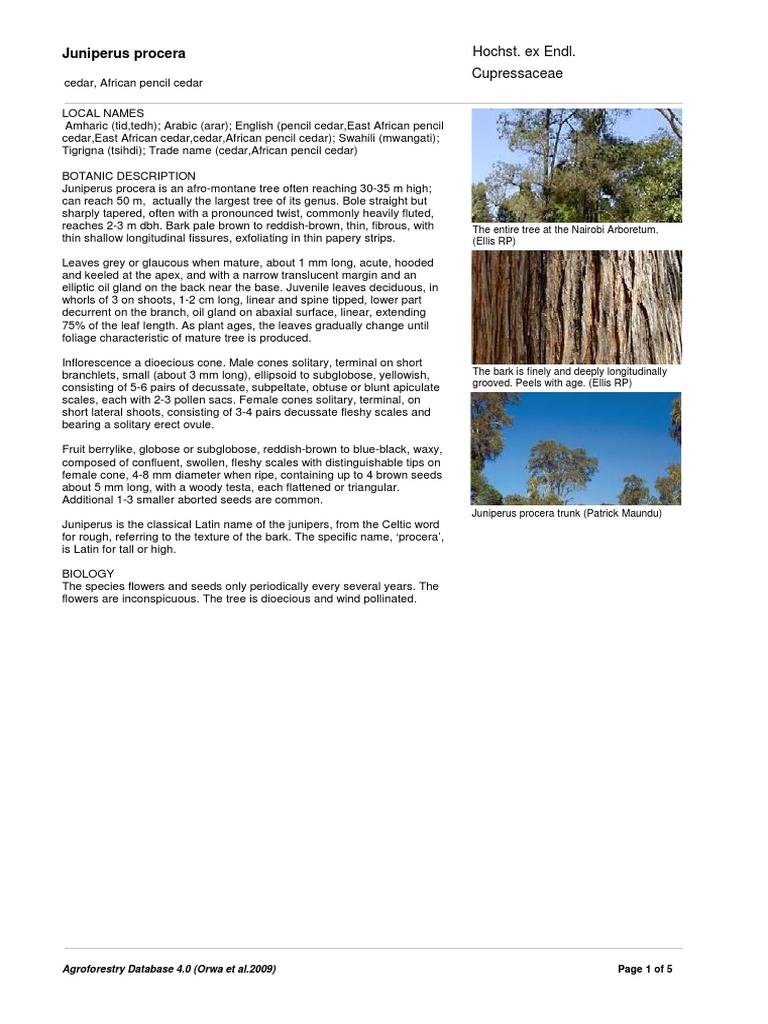 Juniperus Procera: Cupressaceae Hochst. Ex Endl | PDF | Wood | Trees