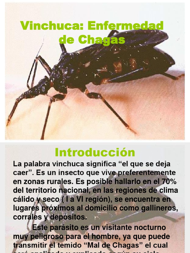 Vinchuca | Especialidades Medicas | Medicina CLINICA