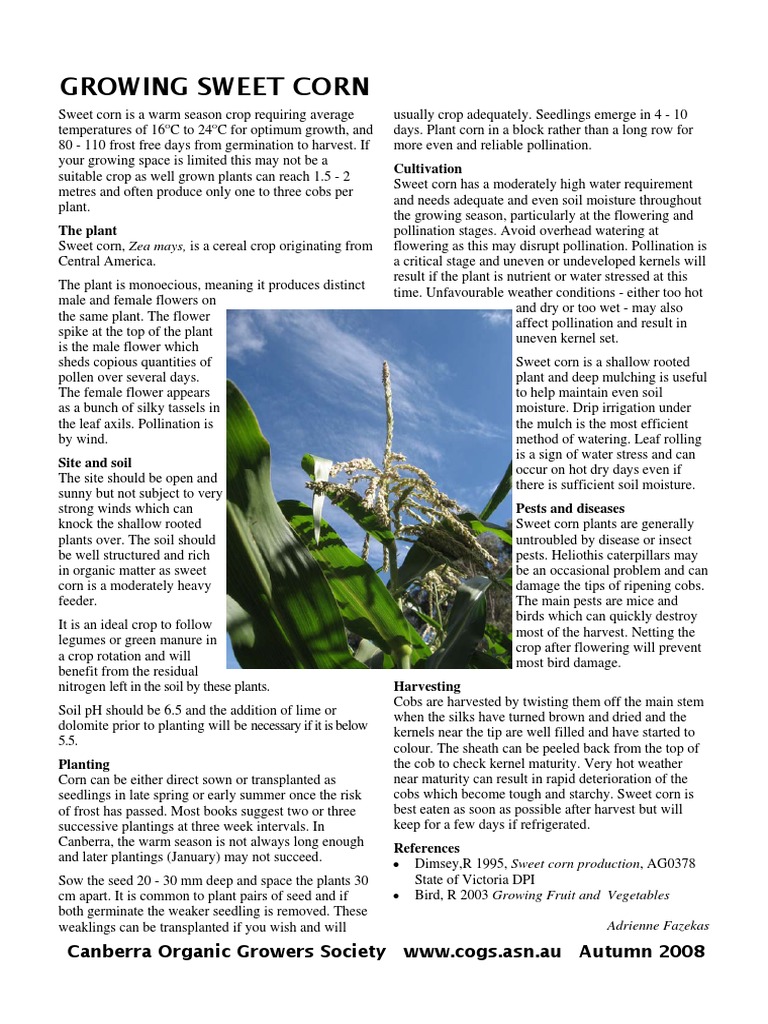 Growing Sweet Corn: A Complete Guide | PDF | Maize | Seed