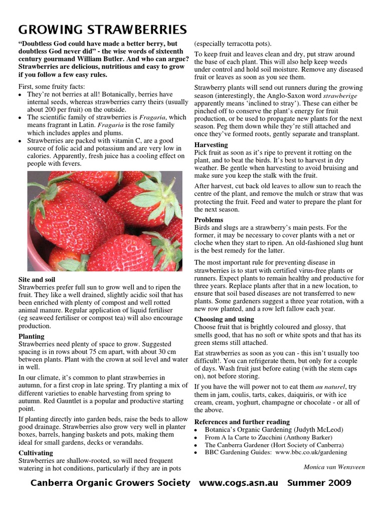 Growing Strawberries Organically | PDF | Strawberry | Crop Rotation