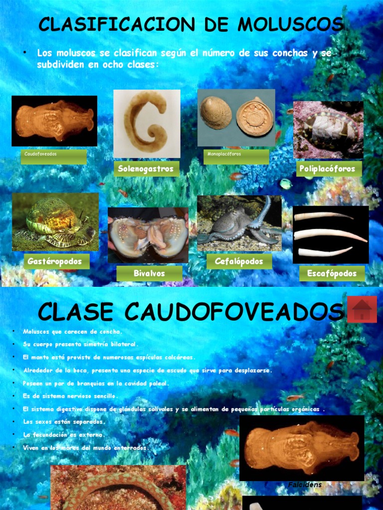 Clasificacion de Moluscos | PDF | Animal Taxa | Phyla animal
