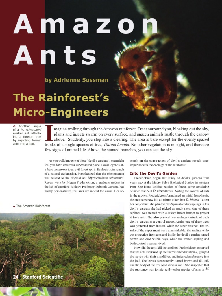 Amazing Ants | PDF | Ant | Trees