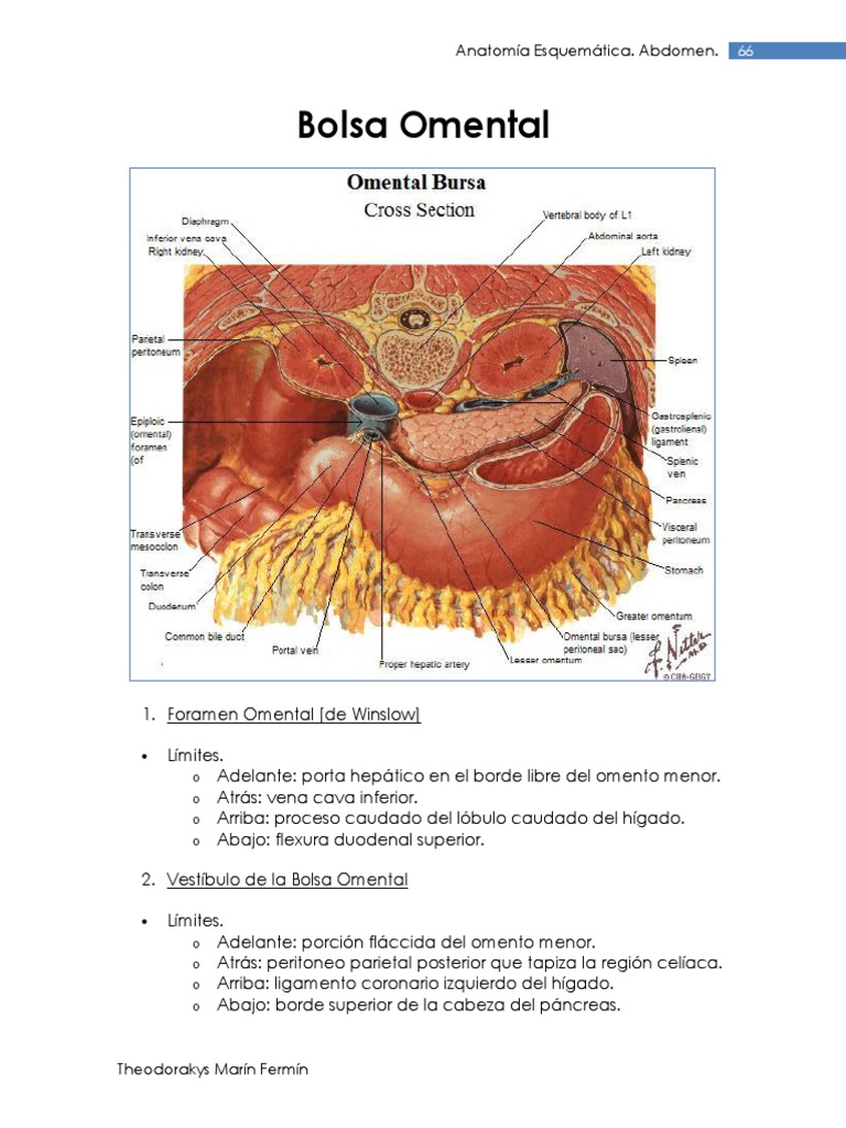 Anatomía de la Bolsa Omental y Límites | PDF | Salud y bienestar ...