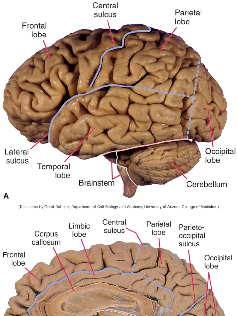 the-brain-anatomy-pdf