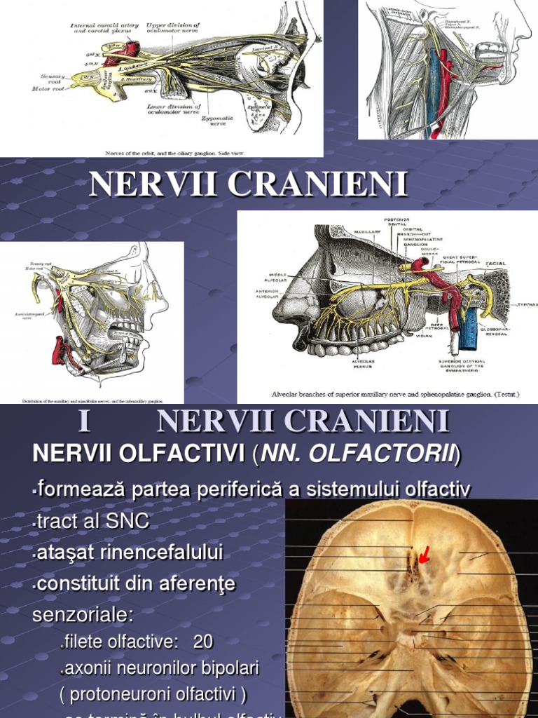 Nervii Cranieni