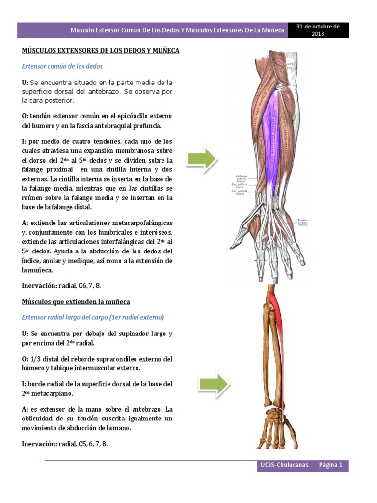 Músculos Extensores de Los Dedos y Muñeca | PDF | Mano | Anatomía de ...