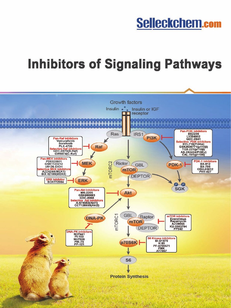 Inhibitors of Signaling Pathways | PDF