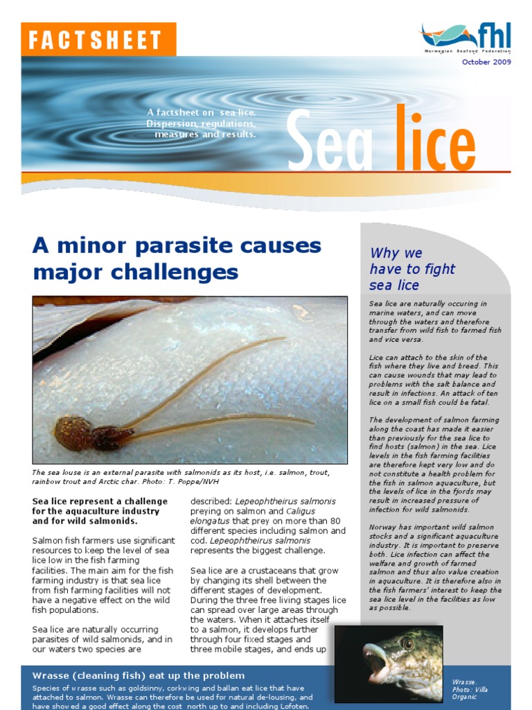 Factsheet on sea lice | Aquaculture | Edible Fish