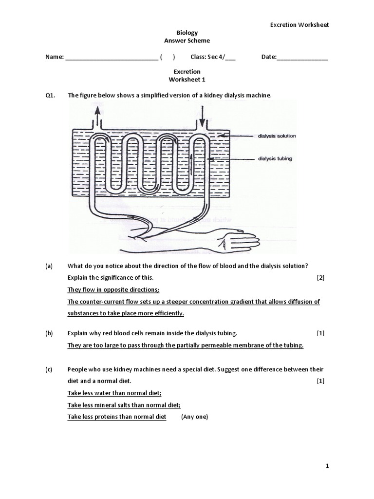 Kidney Dialysis and Excretion Worksheet | PDF | Kidney | Dialysis
