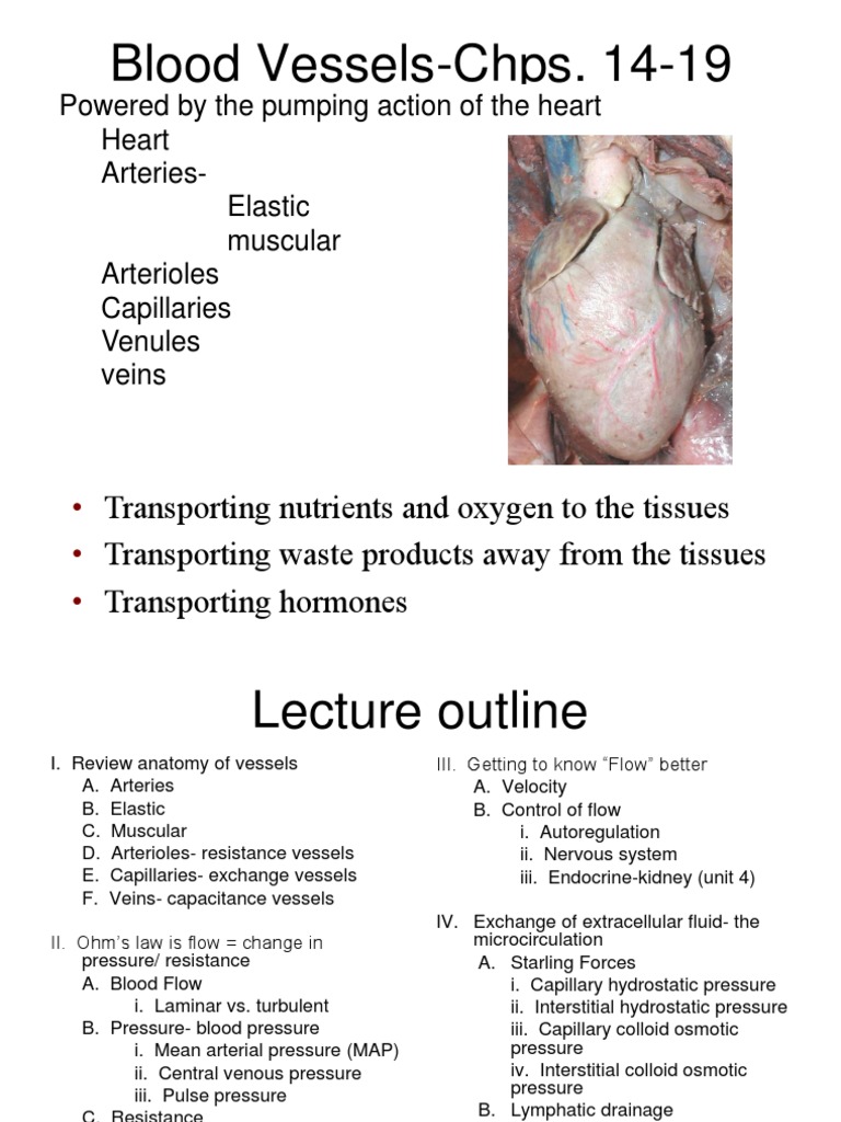 18 Vessels and Flow Dynamics | PDF | Artery | Blood Pressure