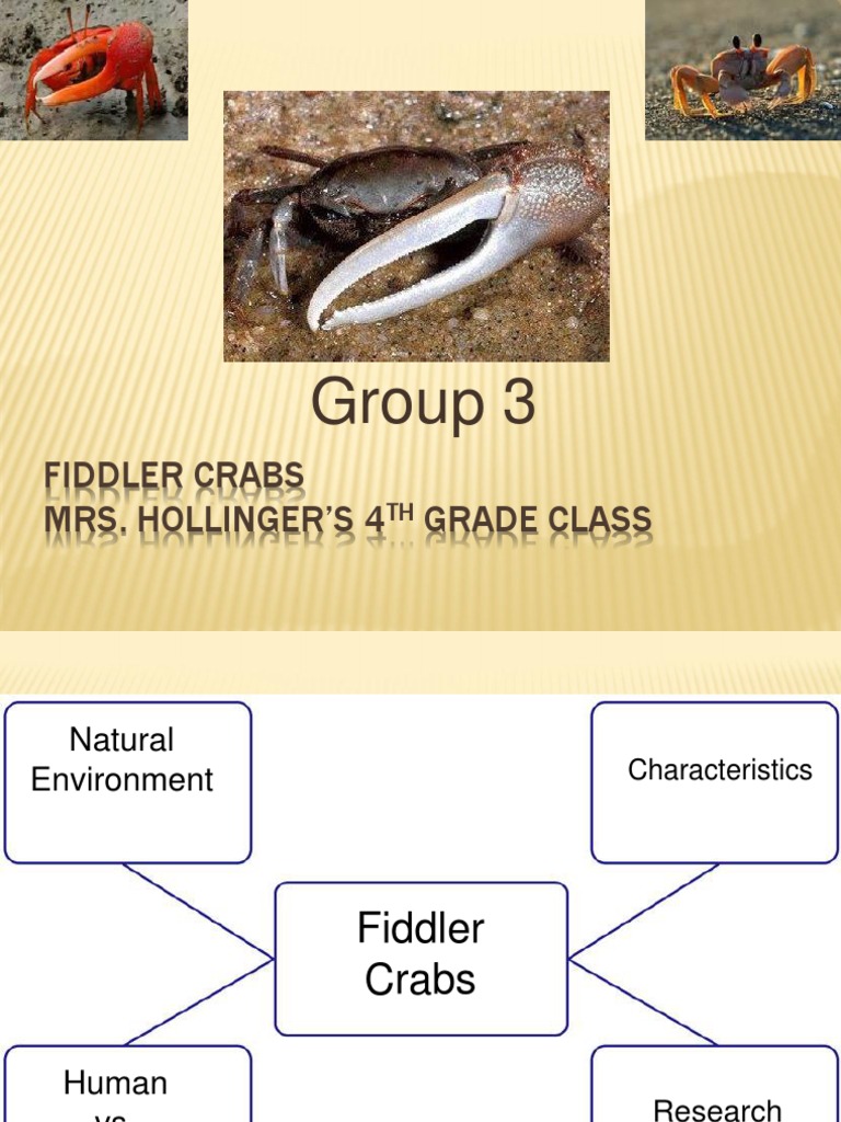 Fiddler Crabs: Habitat and Behavior Insights | PDF