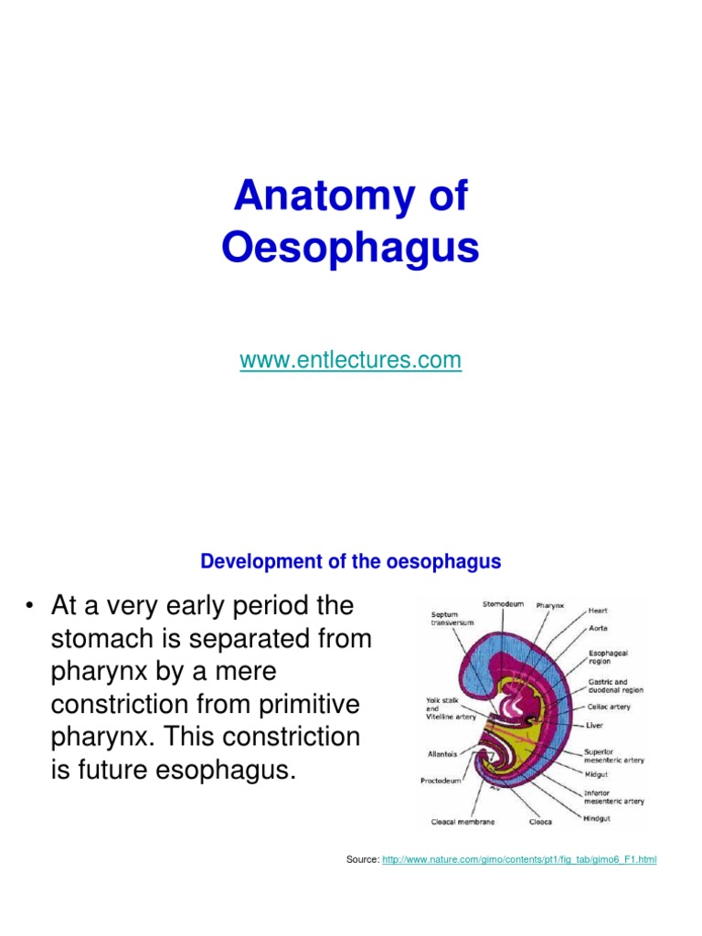 Anatomy of Oesophagus | Esophagus | Neck