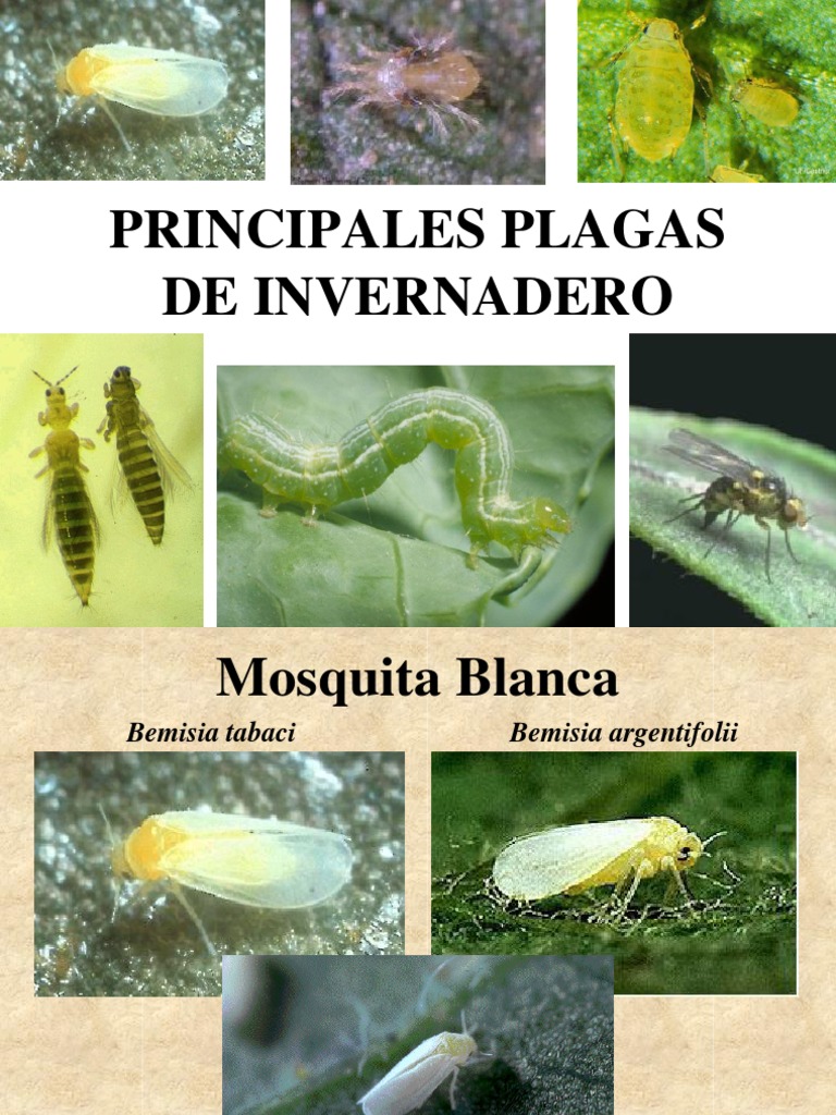 PLAGAS | PDF | Botánica | Insectos