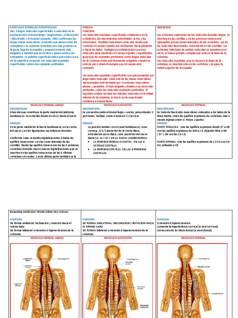 MUSCULOS ESPINALES SUPERFICIALES | La columna vertebral | Músculo