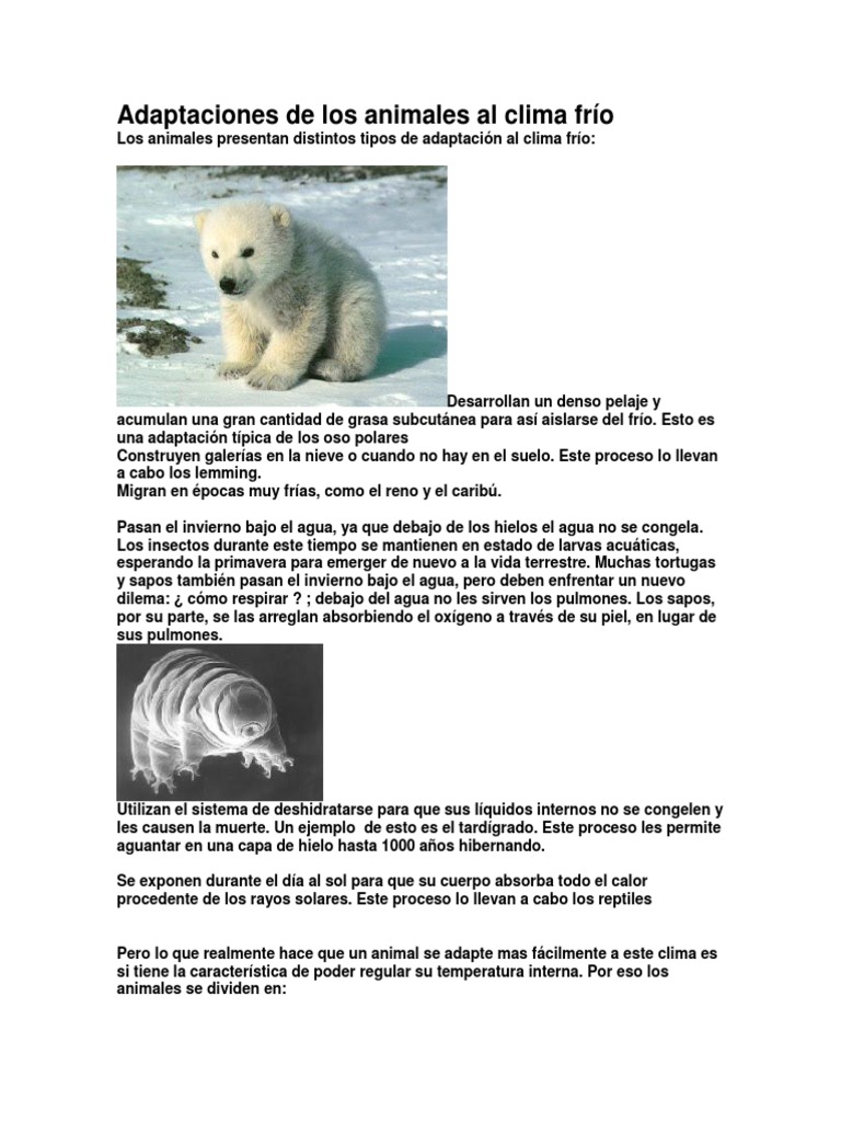 Adaptaciones de los animales al clima frío | PDF | Termorregulación ...
