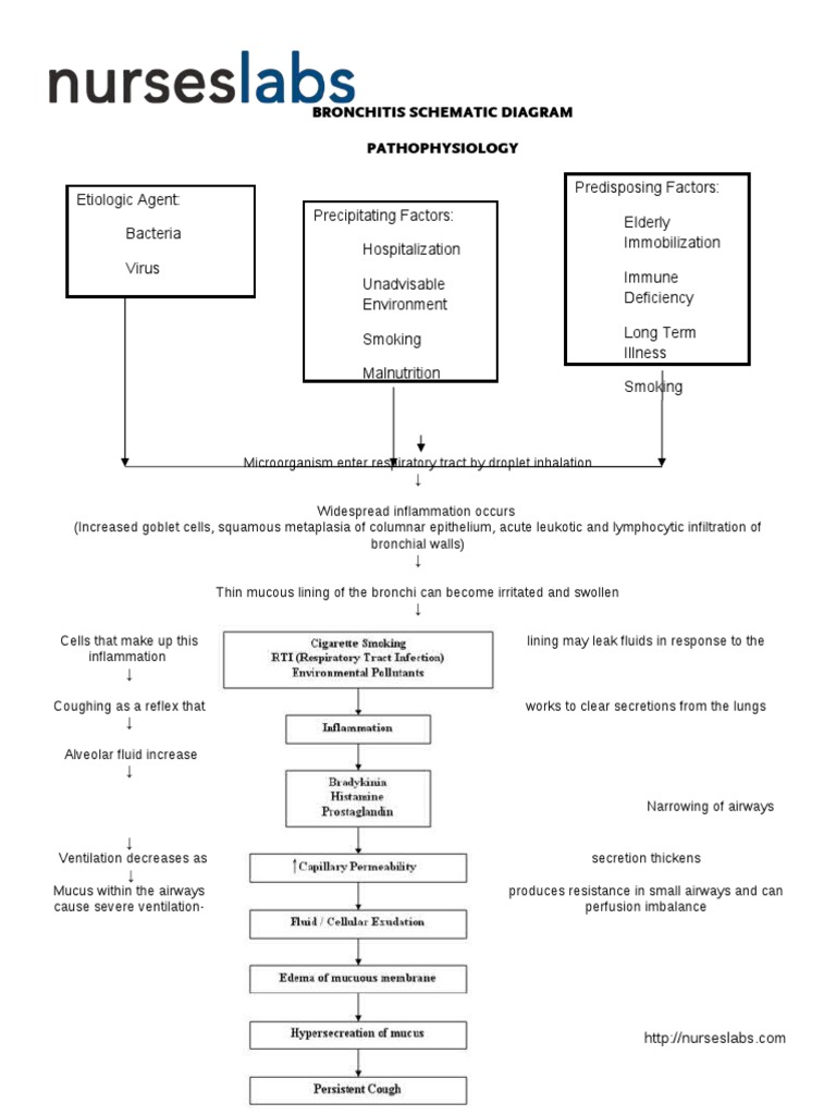 Bronchitis Pathophysiology | Bronchitis | Influenza