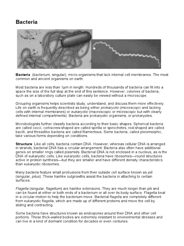 Handout Bacteria Viruses and Fungi | PDF | Bacteria | Virus