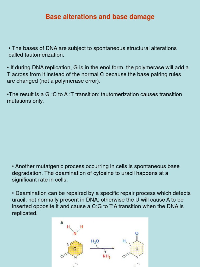 Base Alterations and Base Damage | PDF | Operon | Rna
