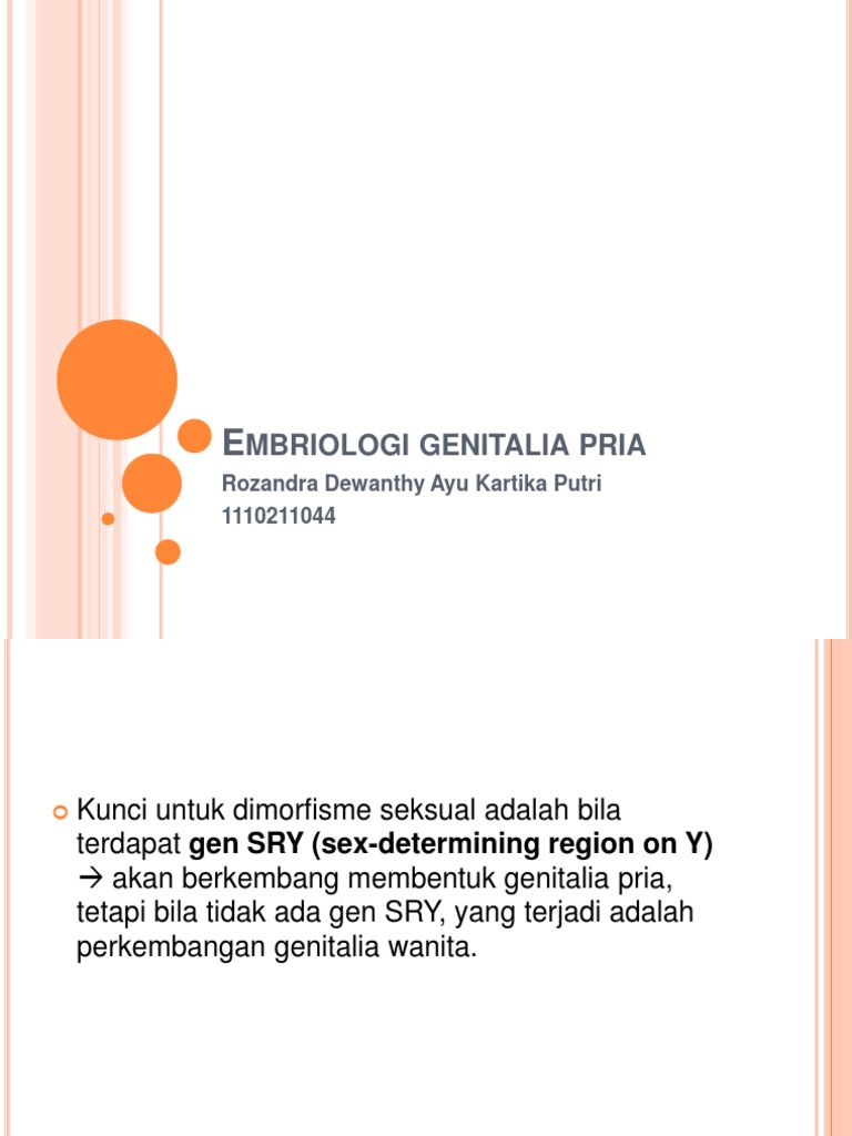 Perkembangan Genitalia Pria dan Gen SRY | PDF