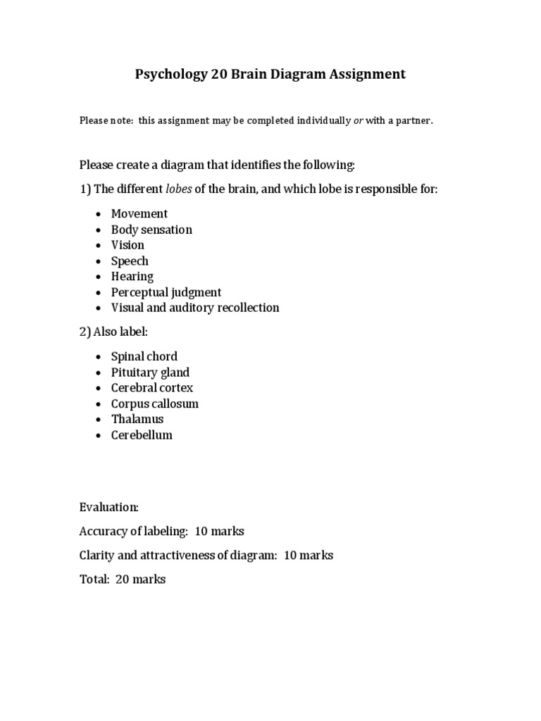 Brain Diagram Assignment Guide | PDF | Career & Growth