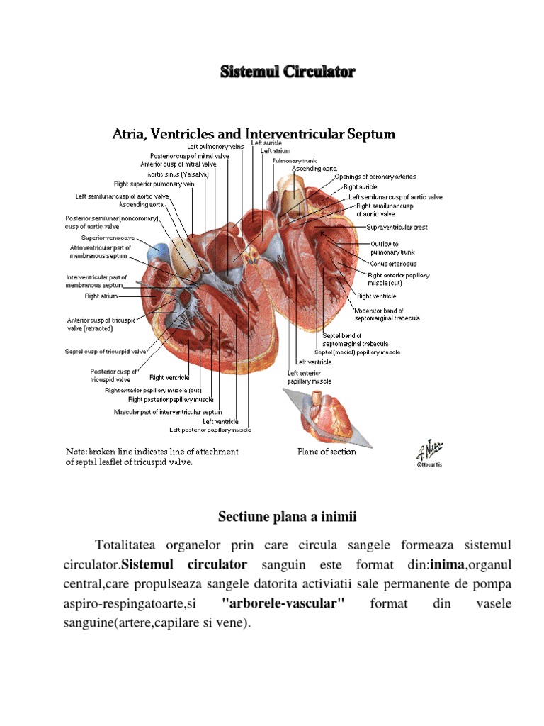 Sistem Circulator - Semiologie | PDF