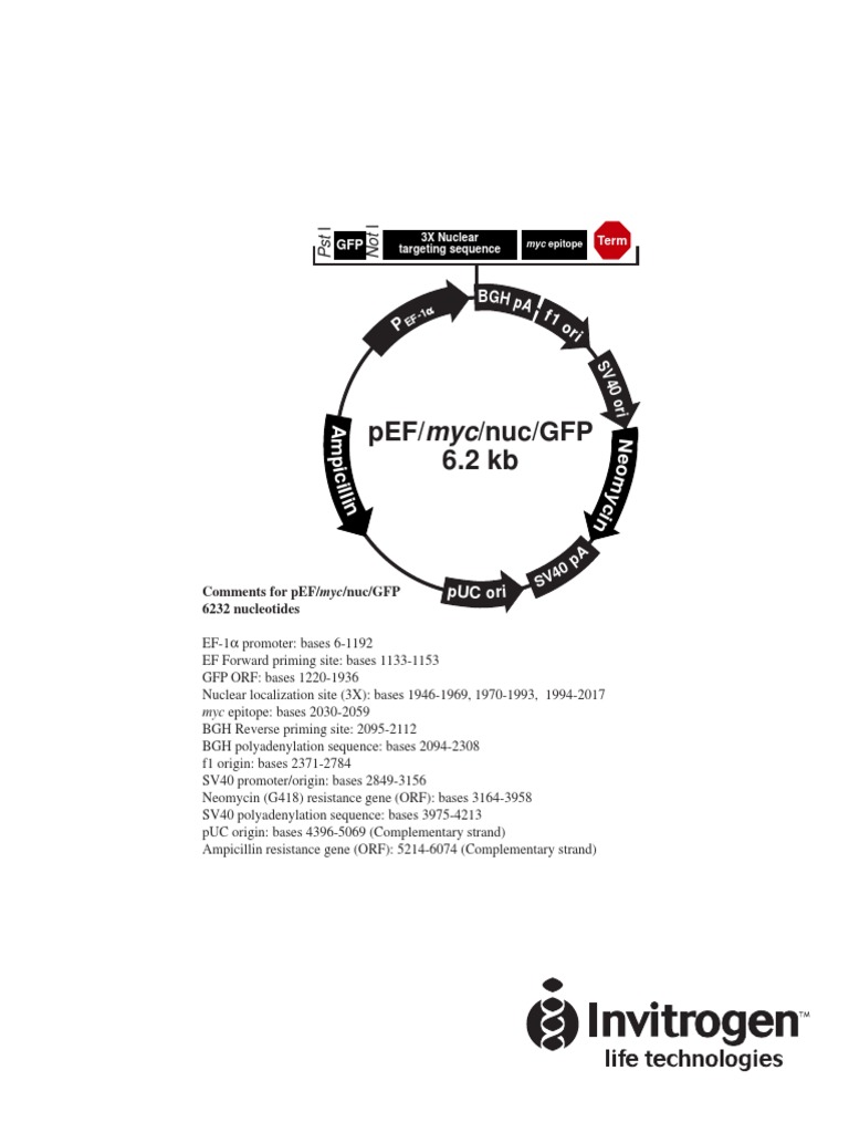 pEF/myc/nuc/GFP Vector Details | PDF