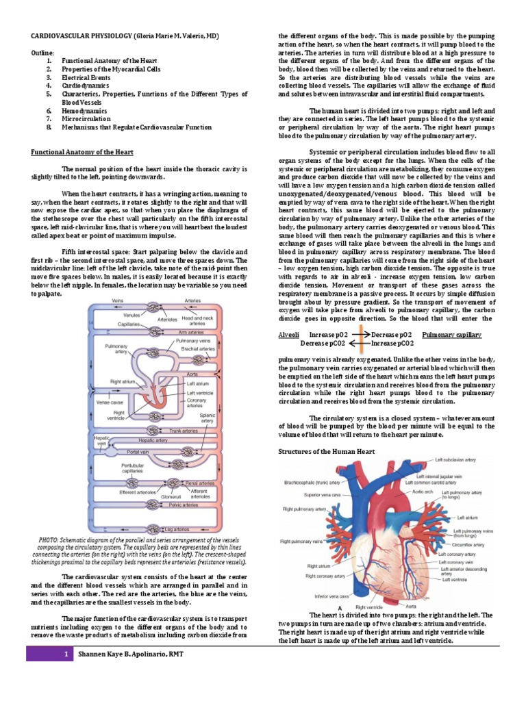 Cardiovascular System | PDF | Heart Valve | Heart