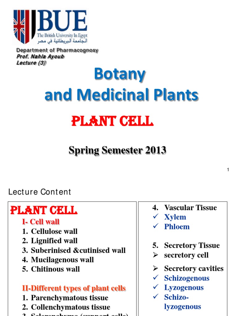 Botany Lecture 3 | PDF | Plant Stem | Tissue (Biology)