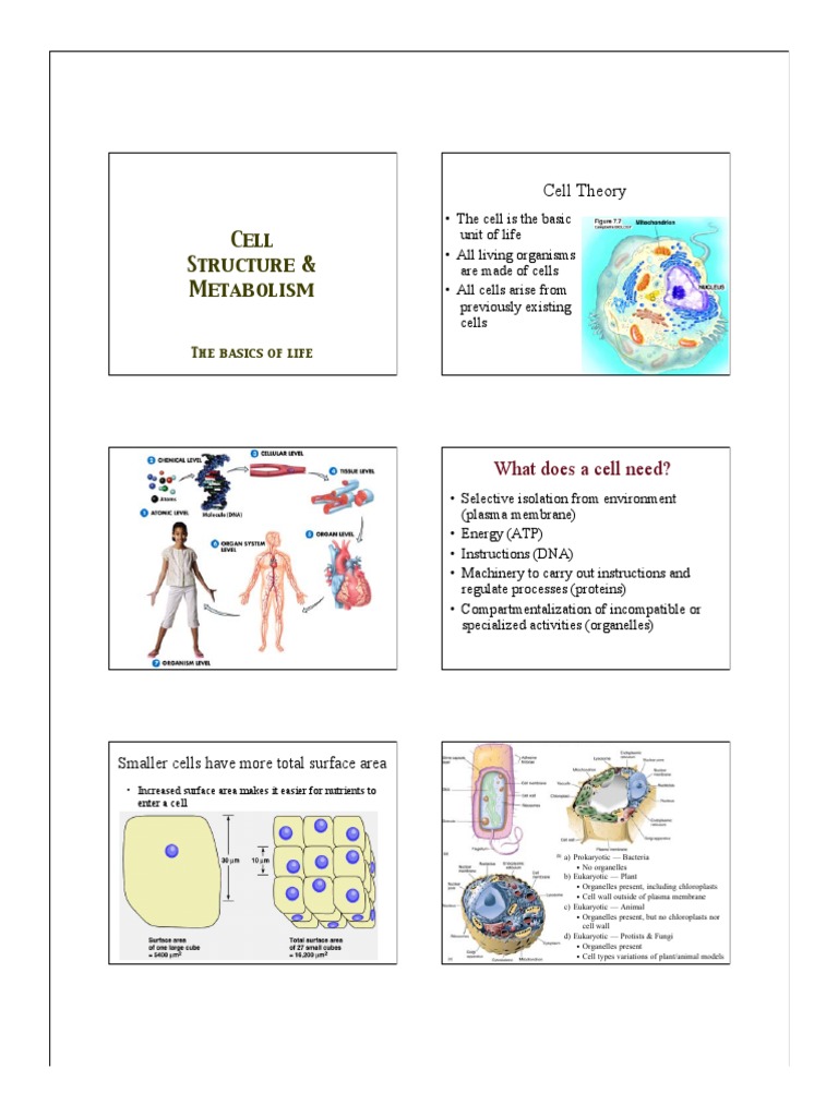 Cell Structure and Metabolism Basics | PDF