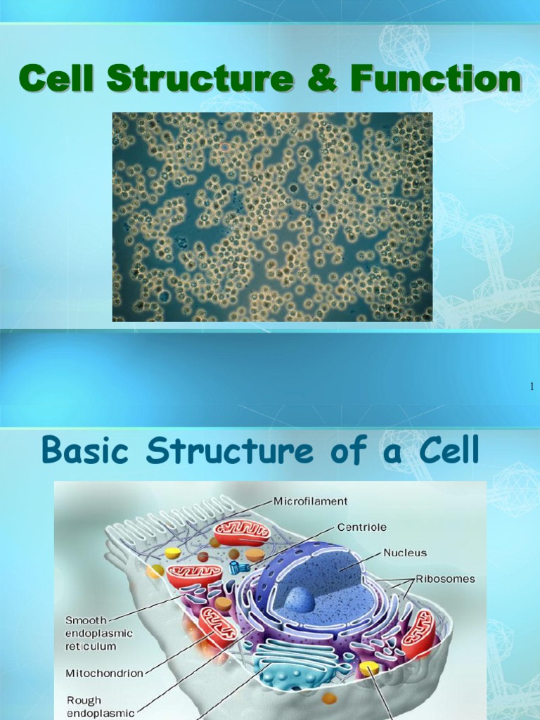Cell Structure & Function | Download Free PDF | Vacuole | Cell (Biology)
