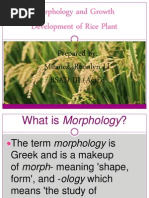 1 Morphology of The Rice Plant | PDF | Rice | Plants