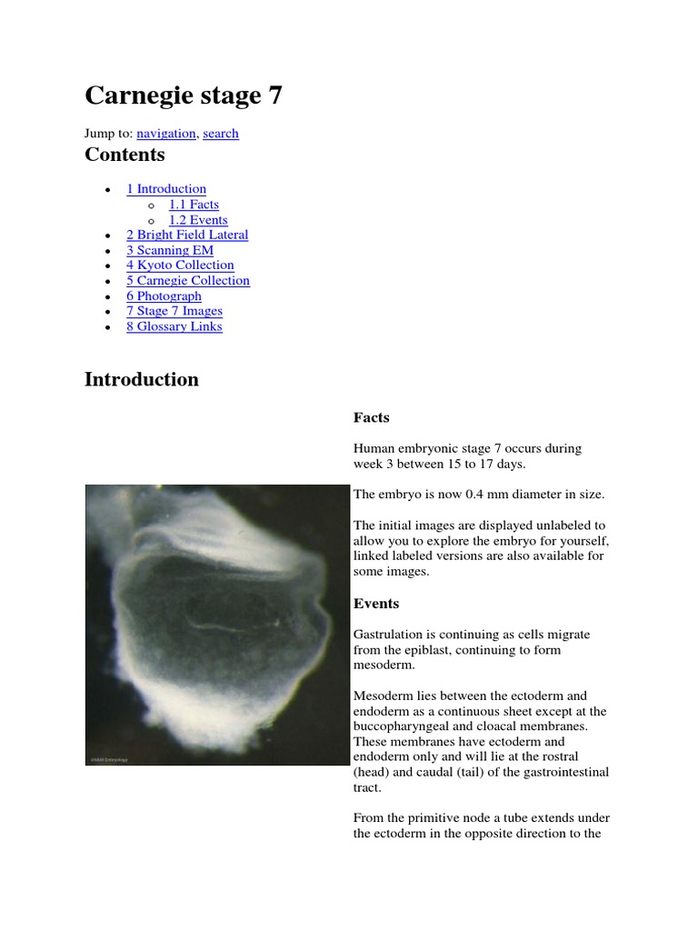 Carnegie Stage 7 | PDF | Developmental Biology | Zoology