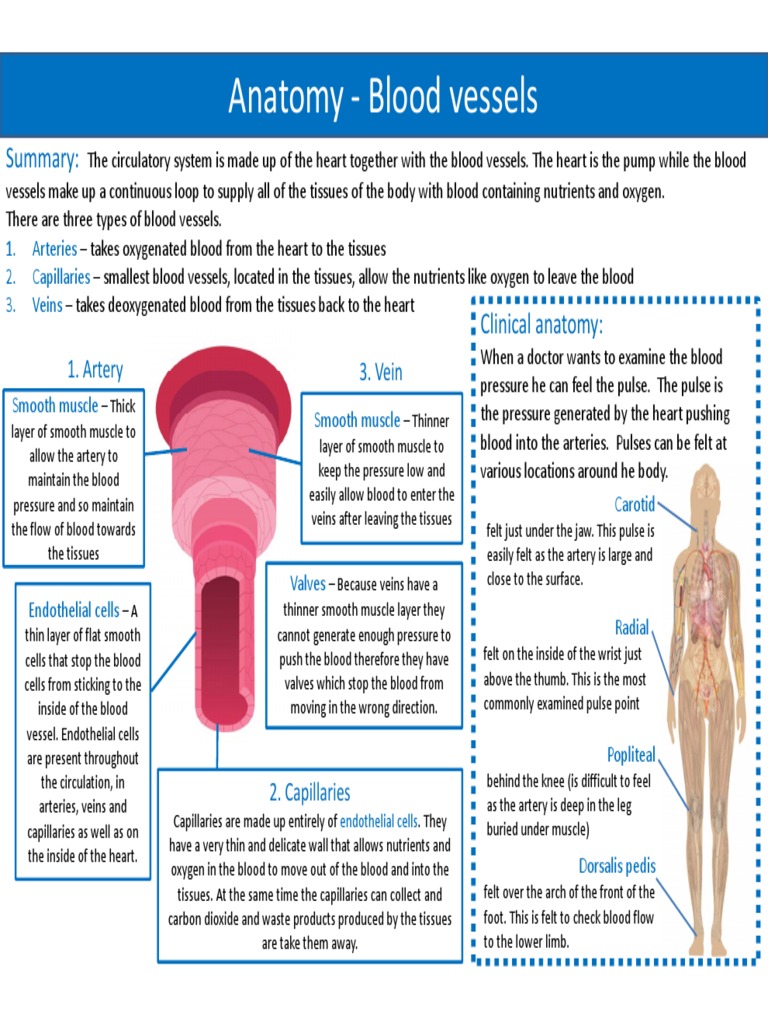 Module 1 - Blood Vessel Anatomy - 0 | PDF | Anatomy | Animal Anatomy