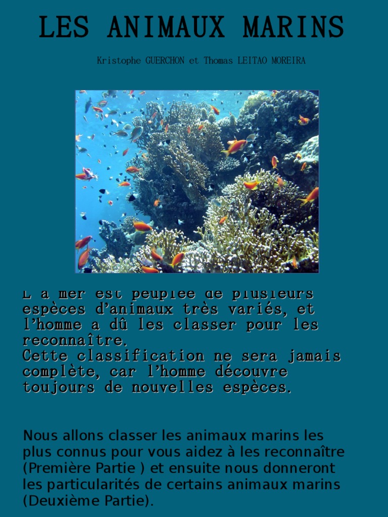 Expose Les Animaux Marins | Éponge | Organismes
