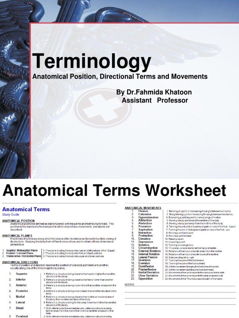 Anatomical Positions | Download Free PDF | Anatomical Terms Of Motion ...