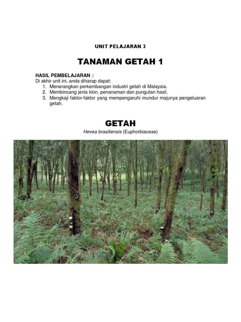 Unit 3 Tanaman Getah 1 | PDF