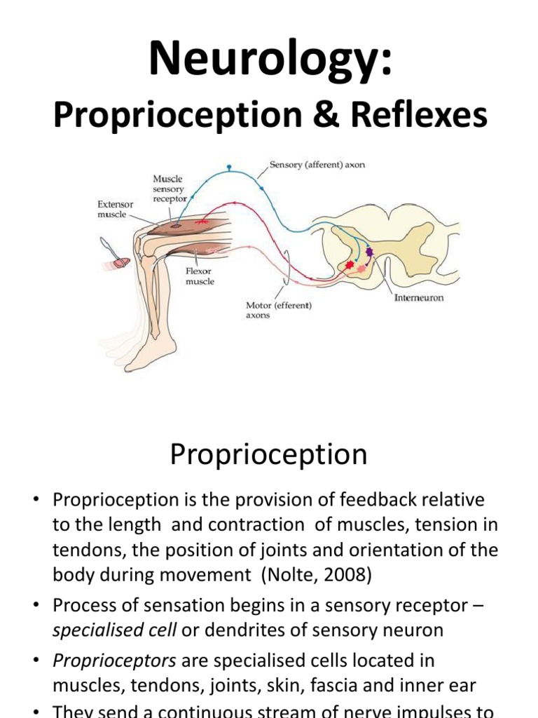 Proprioception Reflexes | Neuron | Motor Neuron