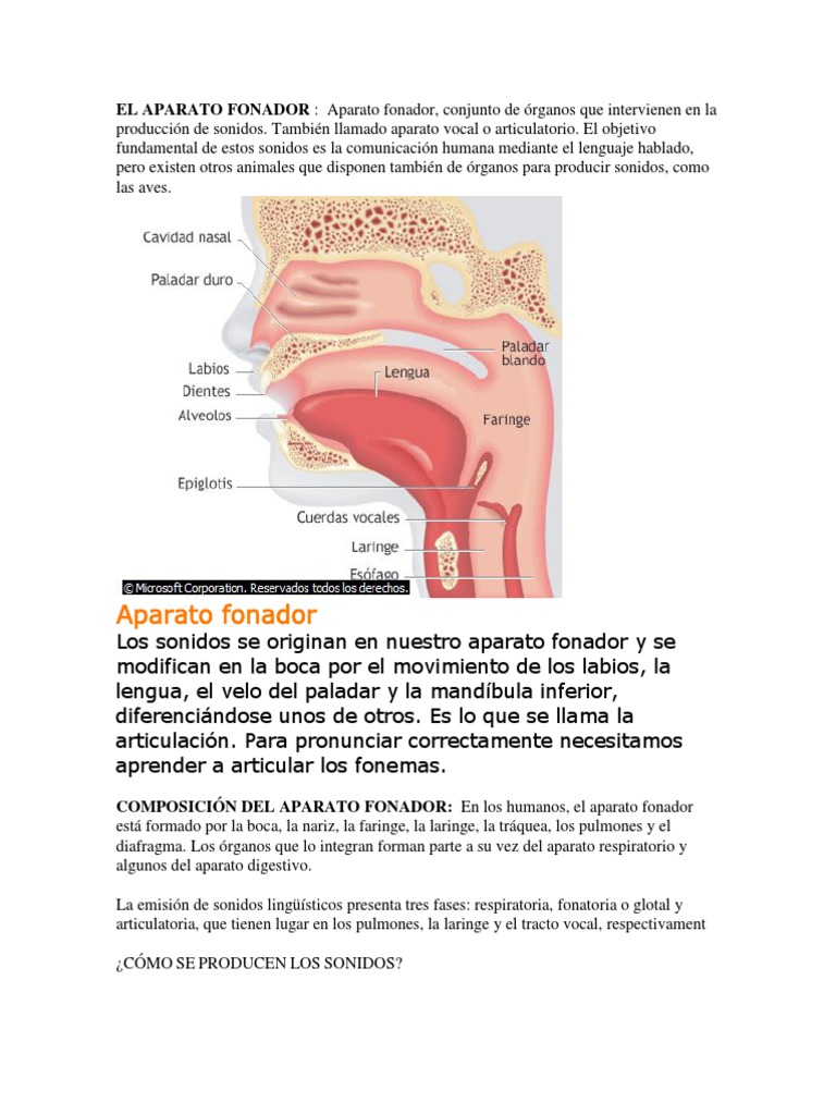 Aparato Fonador