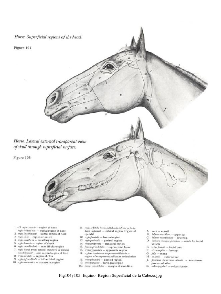 Popesko Atlas | PDF | Anatomía de los primates | Sistema esquelético
